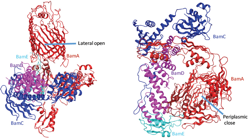 Bacterial outer membrane assembly machines - - Diamond Light Source