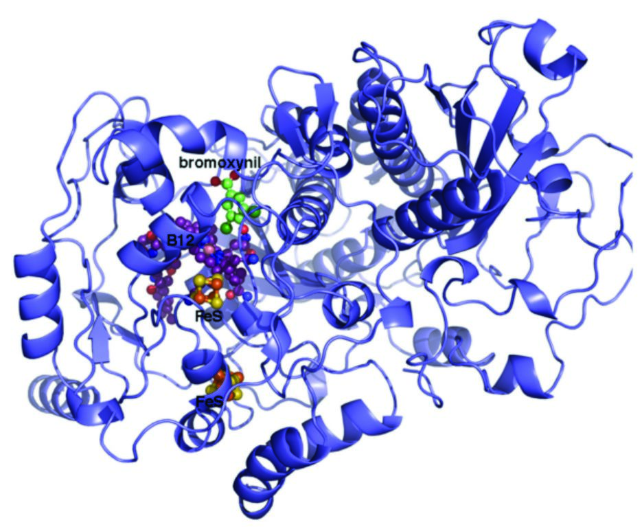 Visualising how nature uses vitamin B12 to deal with halogenated ...