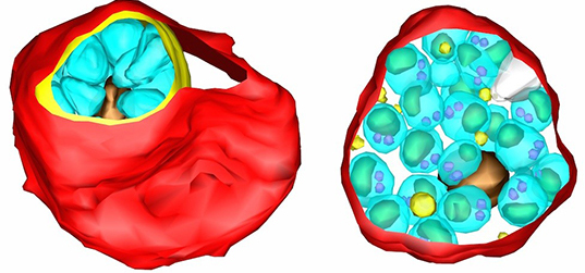 Cryo-soft X-ray Tomography (cryo-SXT) - - Diamond Light Source