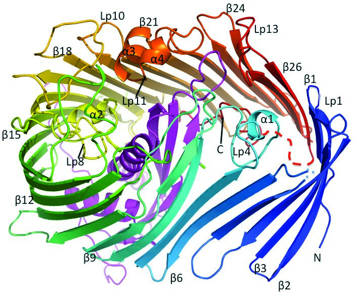 Structural and functional studies of lipopolysaccharide transport and ...